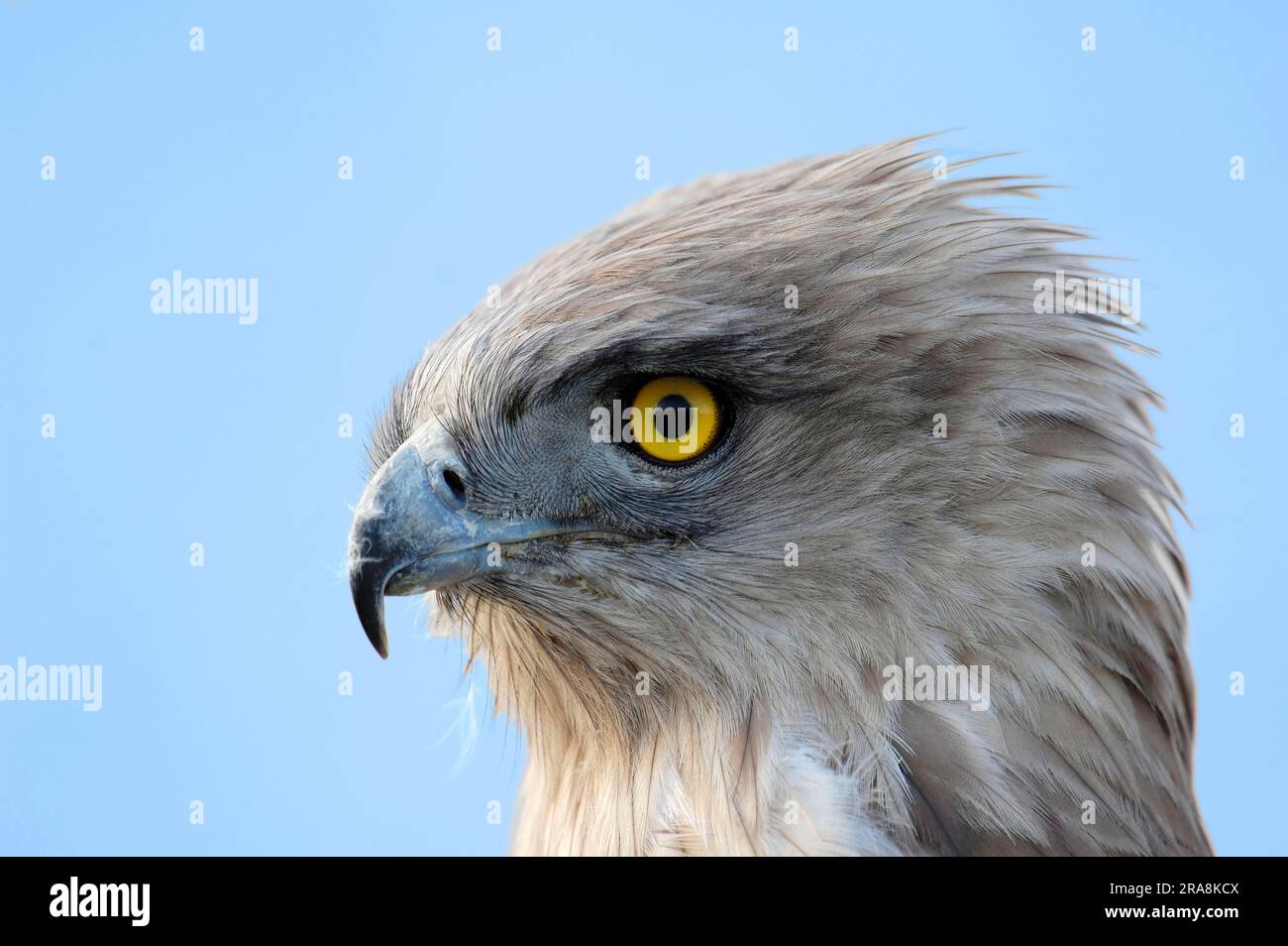 Short-toed snake eagle (Circaetus gallicus), lateral view Stock Photo ...