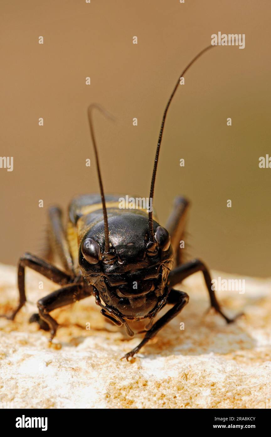 Field Cricket (Gryllus campestris), male, Provence, Southern France ...