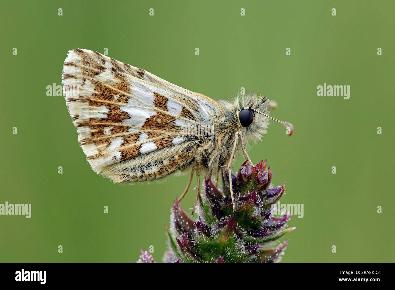 Safflower Skipper (Pyrgus carthami), Provence, Southern France ...