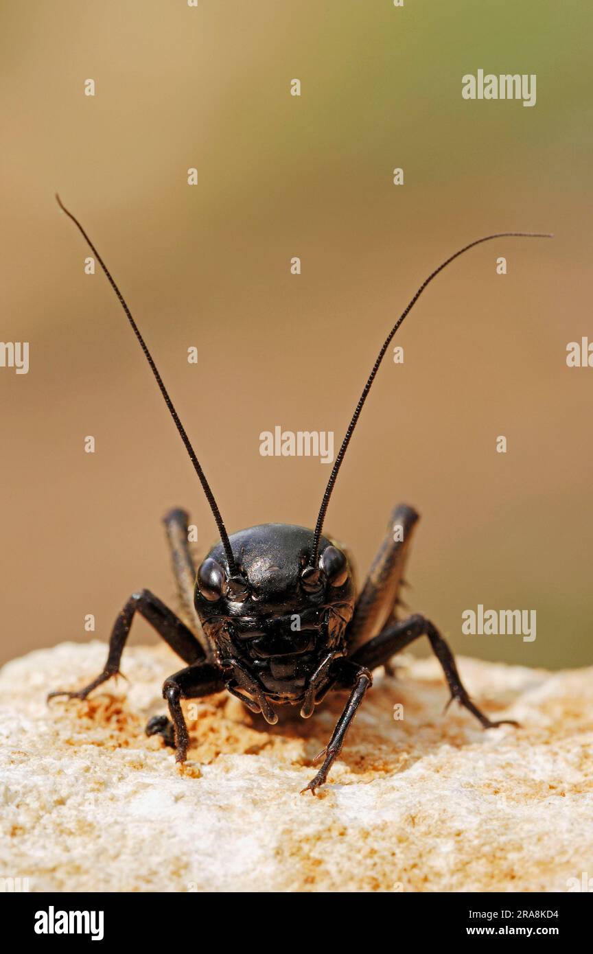 Field cricket (Gryllus campestris), male, Provence, southern France ...