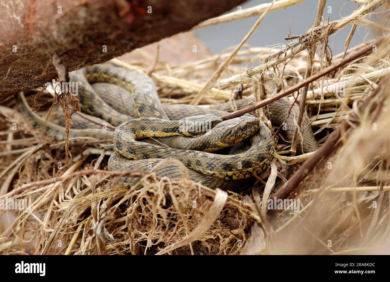 Dice snakes, Provence, Southern France (Natrix tesselata), Dice snake ...