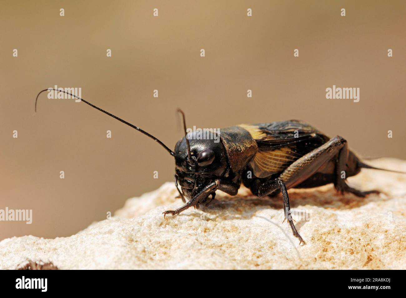 Field cricket (Gryllus campestris), male, Provence, southern France ...
