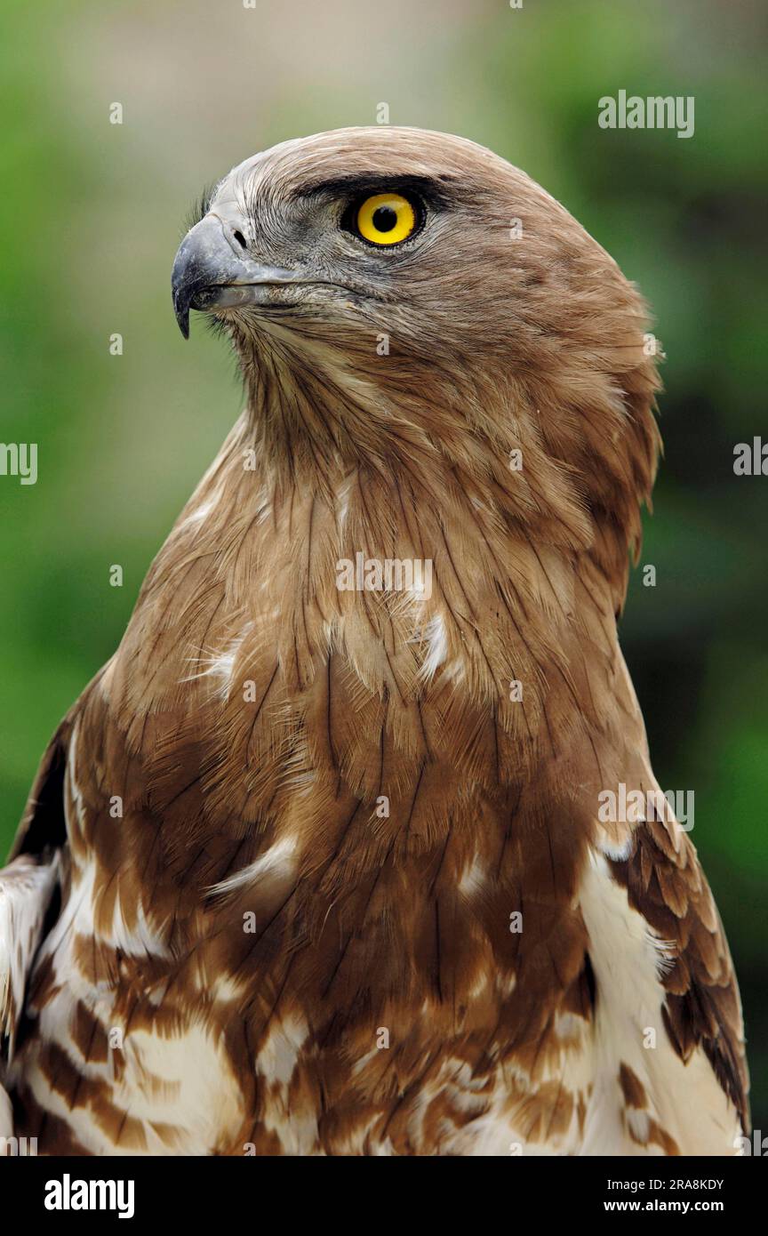 Short-toed Snake Eagle (Circaetus gallicus Stock Photo - Alamy