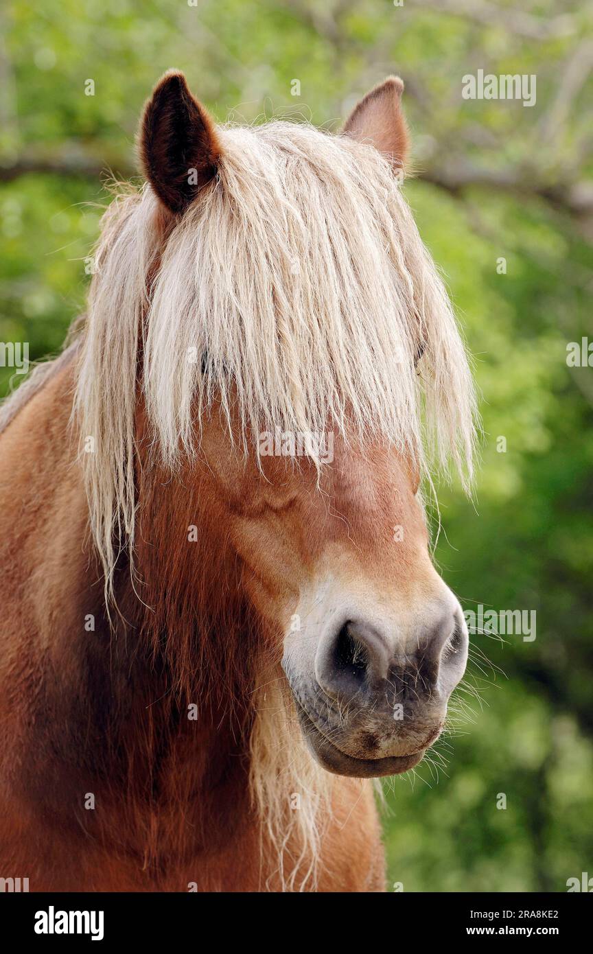 Pinzgauer cattle hi-res stock photography and images - Alamy