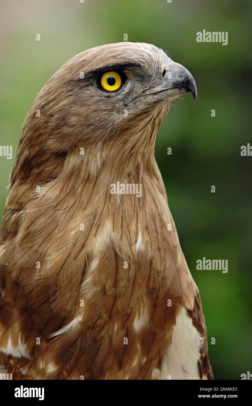 Short-toed Snake Eagle (Circaetus gallicus Stock Photo - Alamy