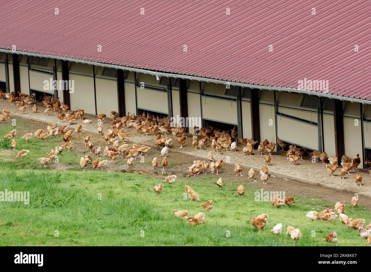 Free-range domestic chickens, chicken farm Stock Photo - Alamy