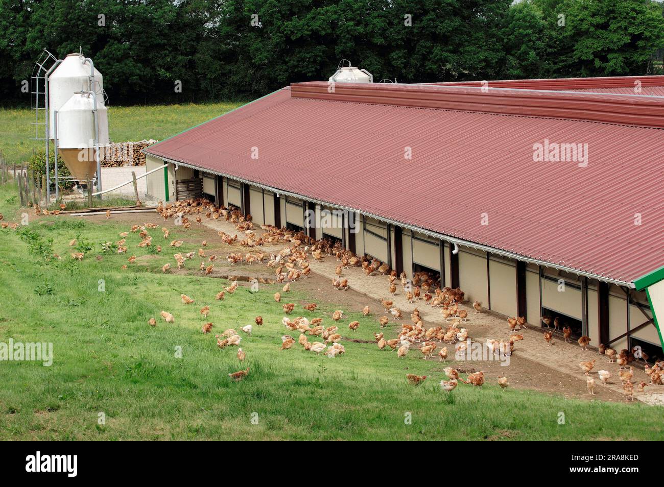 Free-range domestic chickens, chicken farm Stock Photo - Alamy