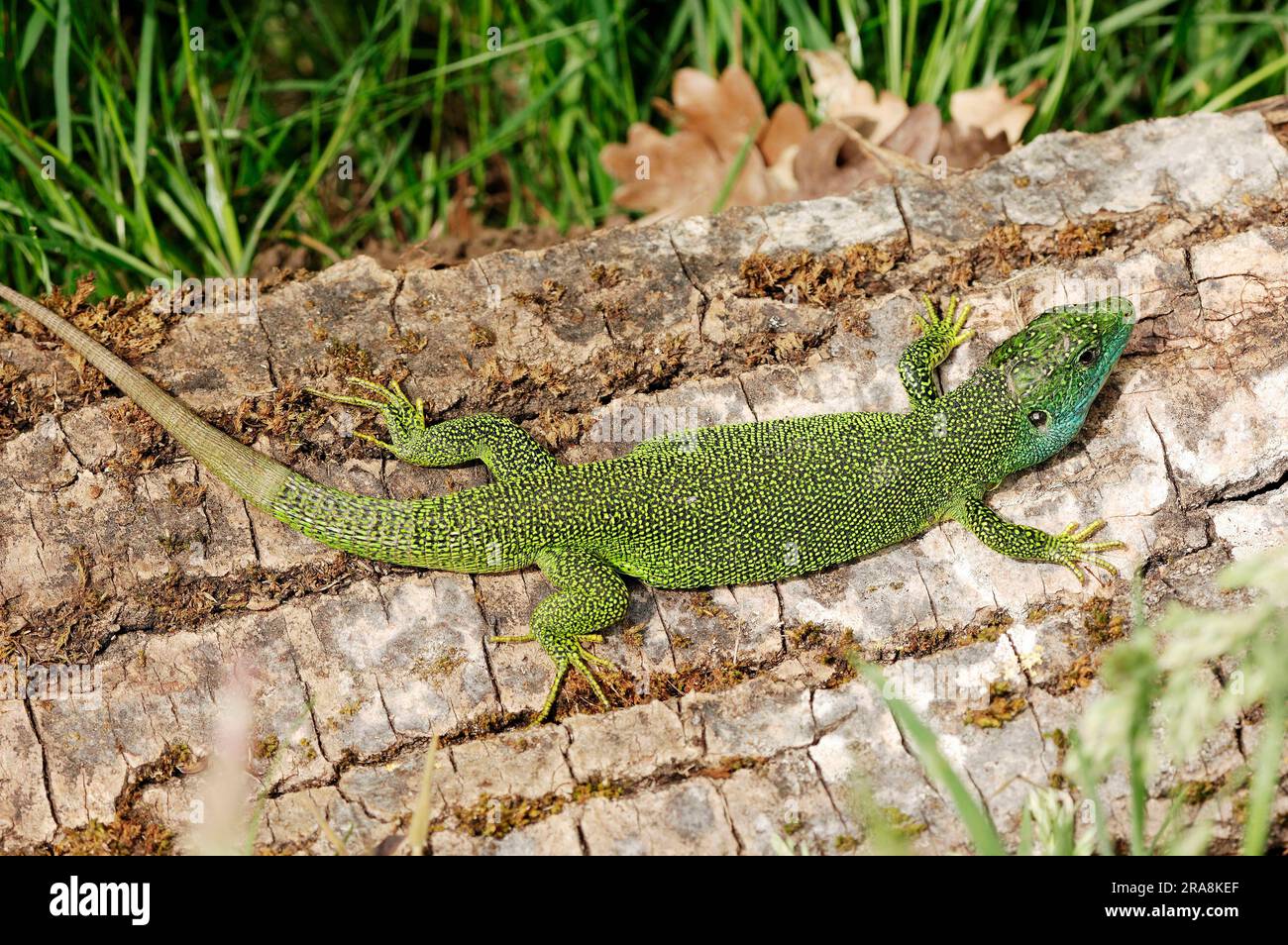 Western green lizard (Lacerta bilineata), male, Provence, southern ...