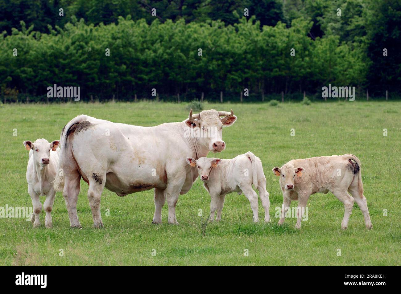 Baby Charolais Cow