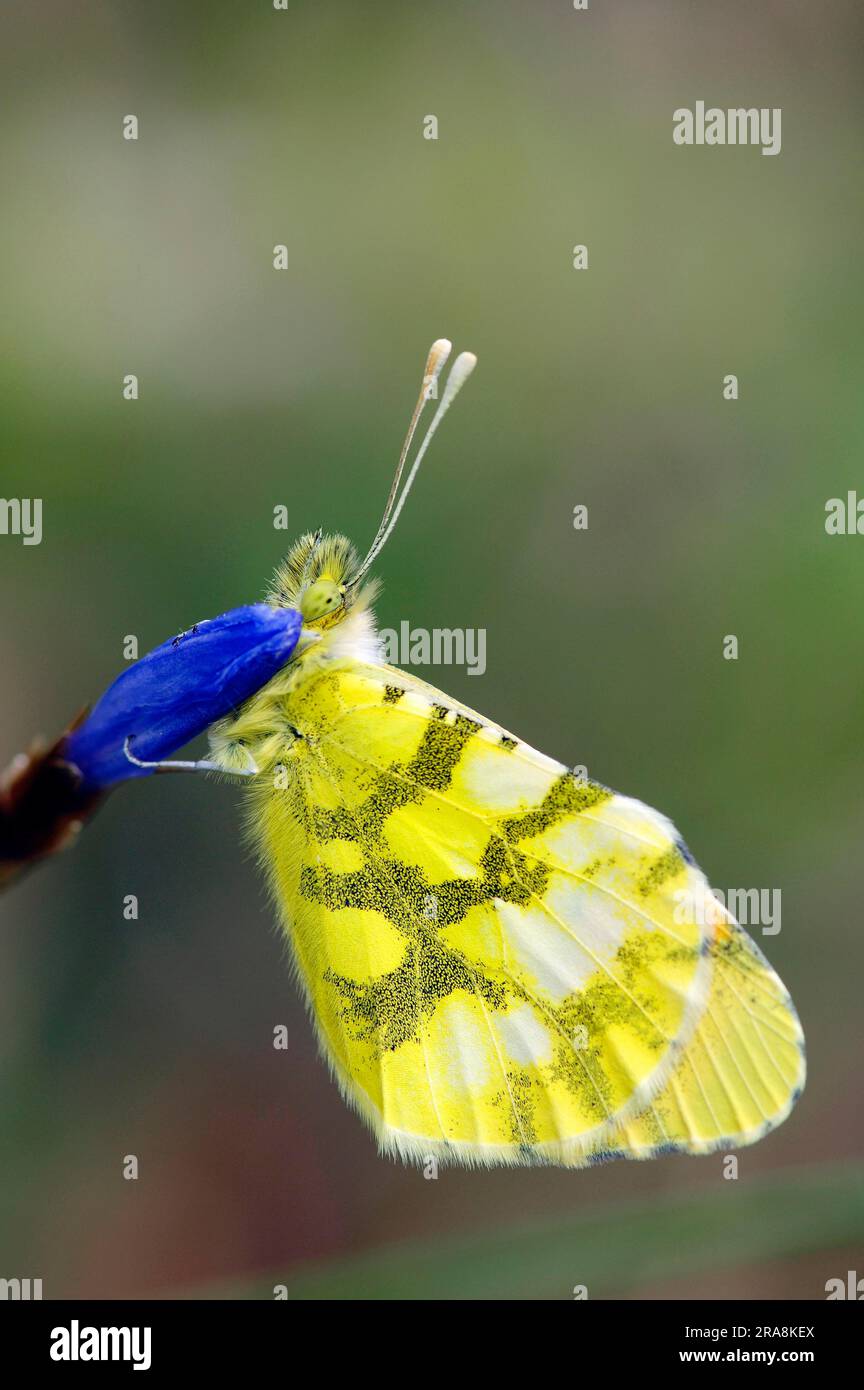 Provence orange tip (Anthocharis euphenoides), Provence, southern ...