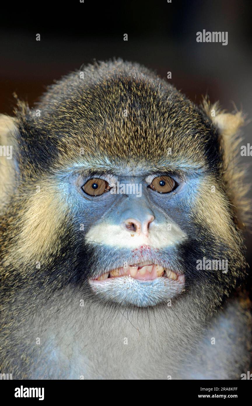 Cercopithecus cephus hi-res stock photography and images - Alamy