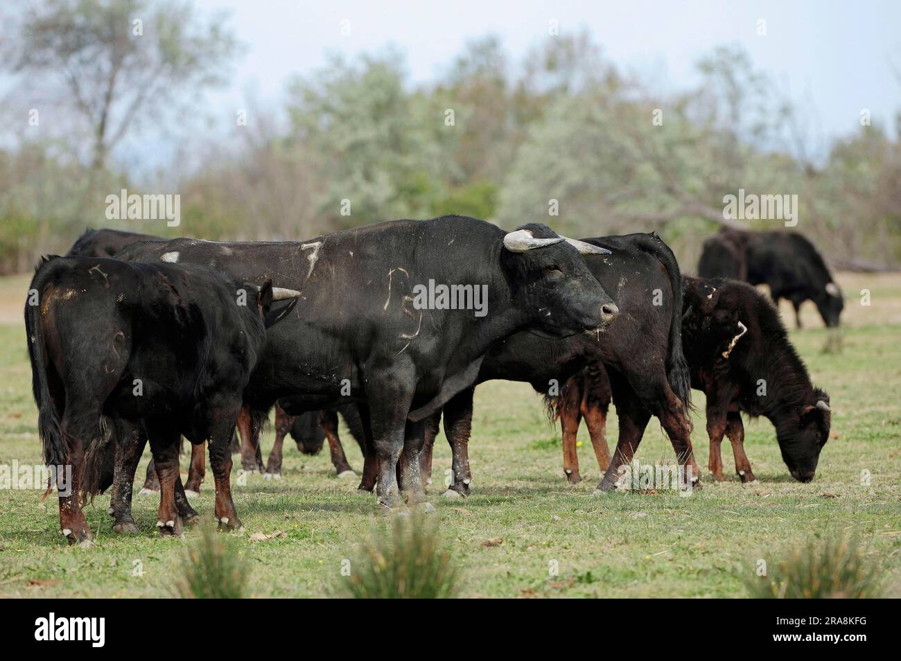 Spanish cattle bulls camargue hi-res stock photography and images - Alamy