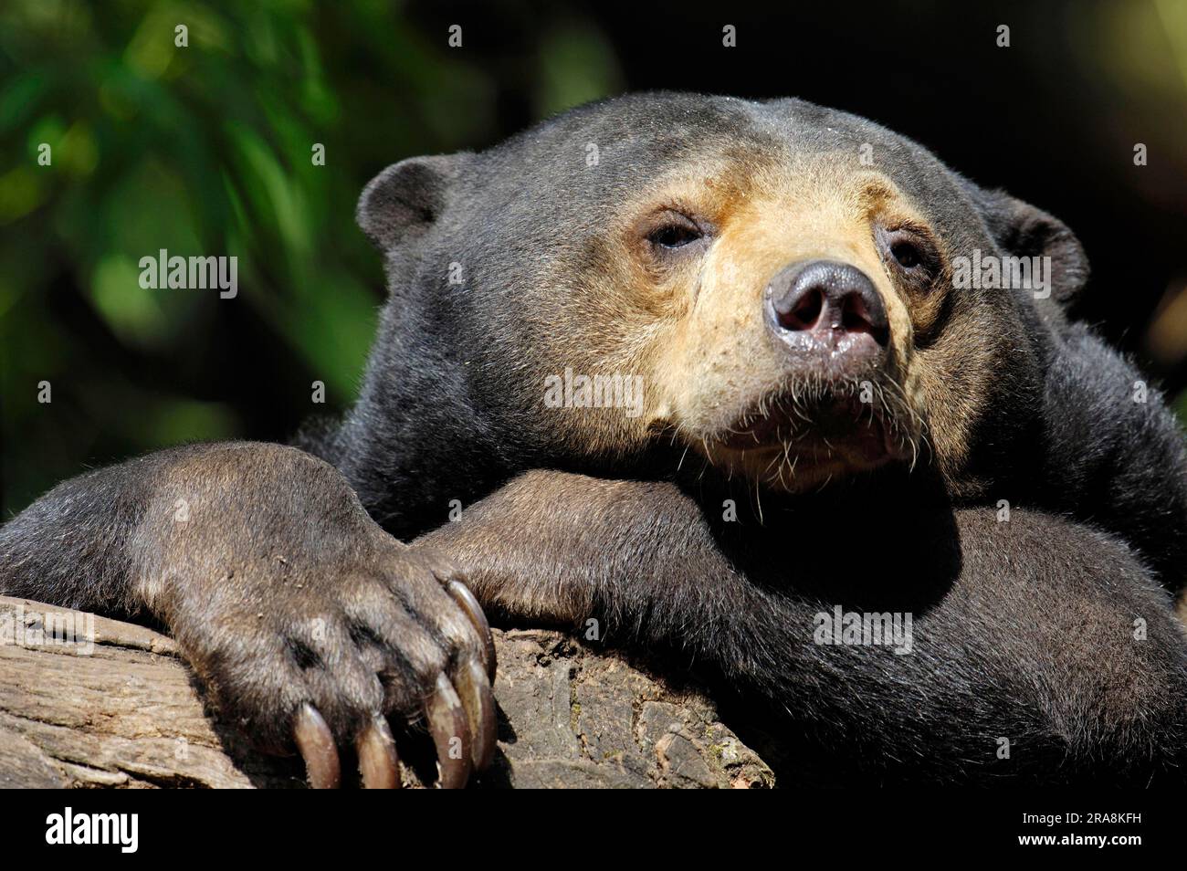Malayan sun bear helarctos malayanus hi-res stock photography and ...