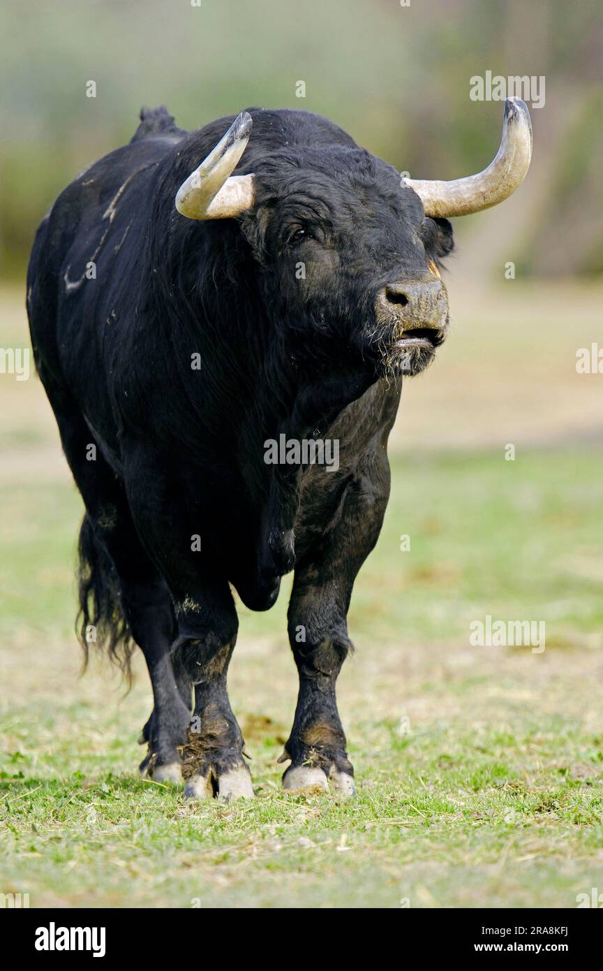 Spanish cattle hi-res stock photography and images - Alamy