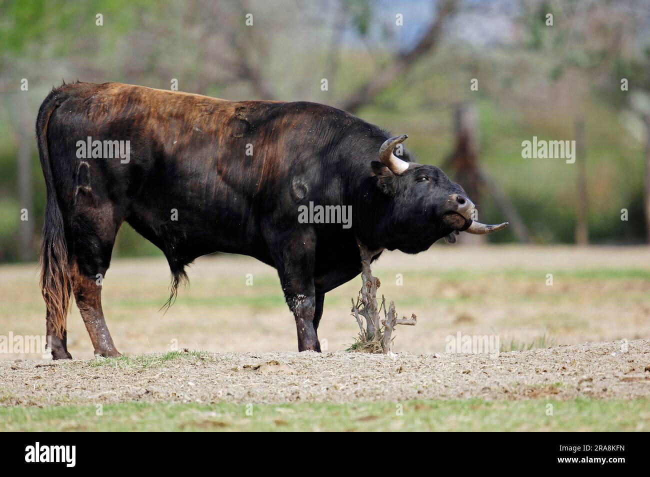 Spanish cattle bull camargue hi-res stock photography and images - Alamy