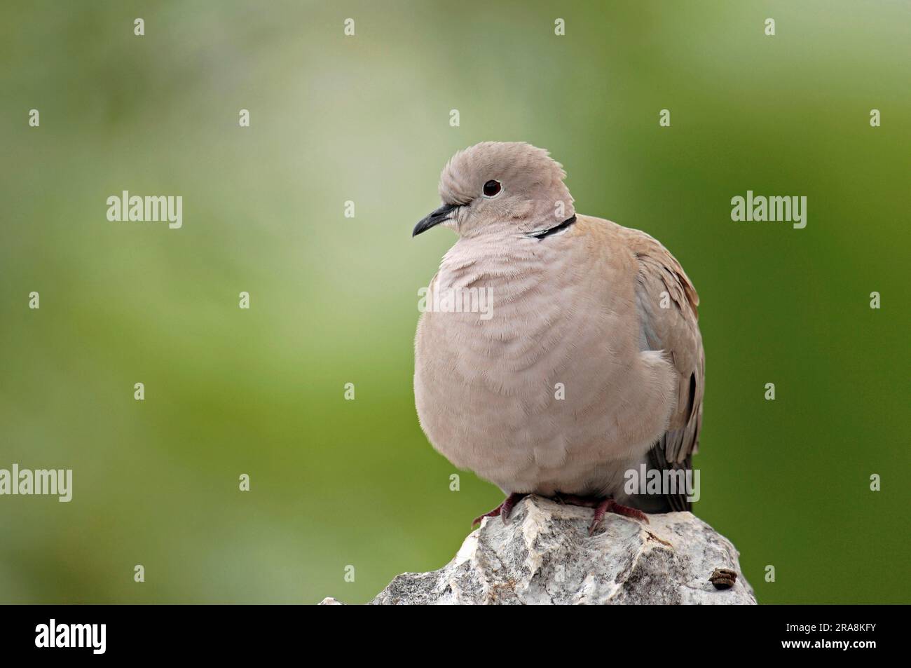Collared Dove (Streptopelia decaocto), Provence, Southern France Stock ...