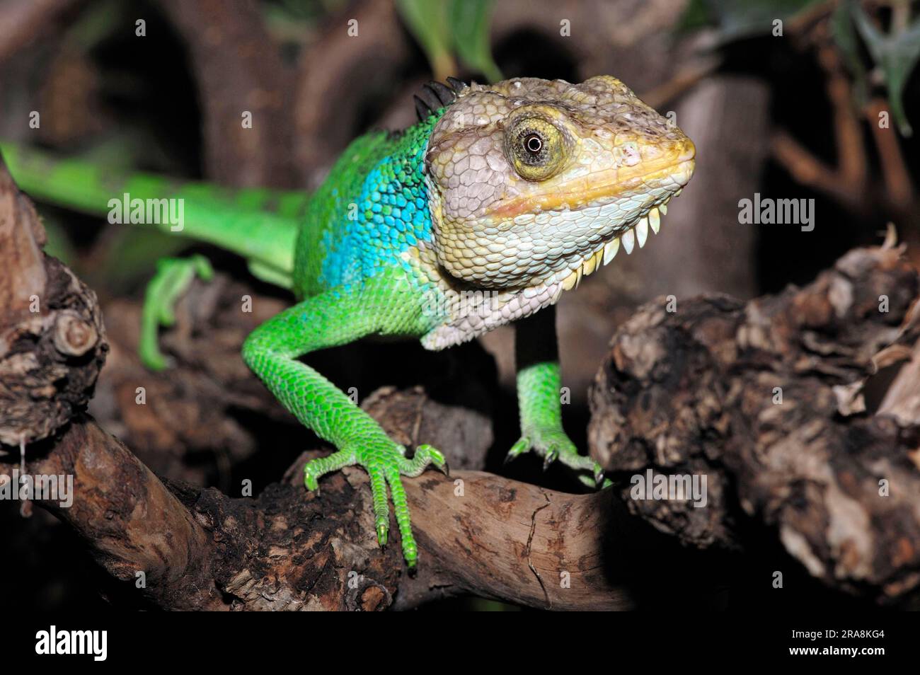 Peruvian bush anole (Polychrus peruvianus), Peruvian Coloured Iguana ...
