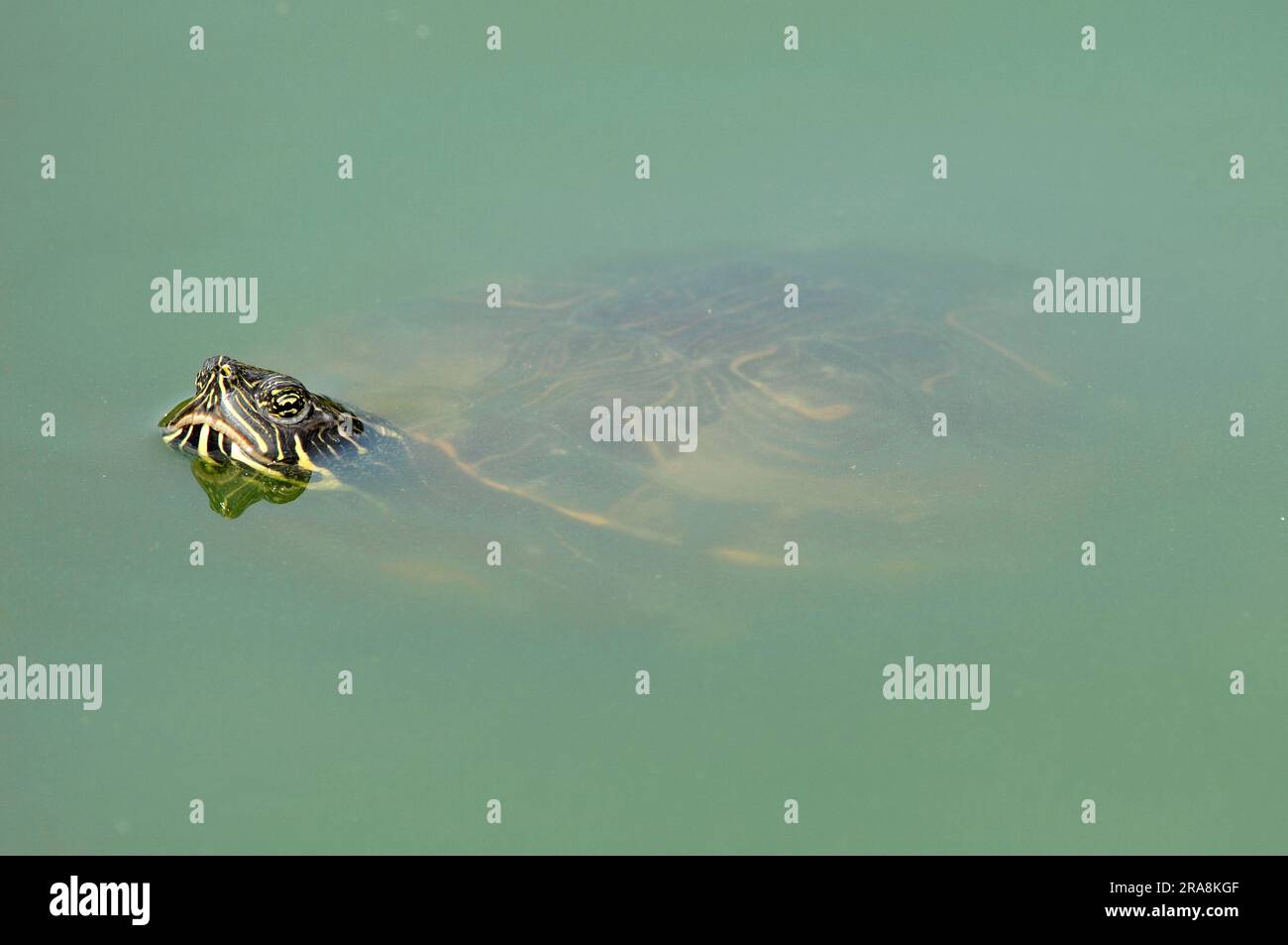 Red-eared Turtle (Trachemys scripta elegans) (Pseudemys scripta elegans ...