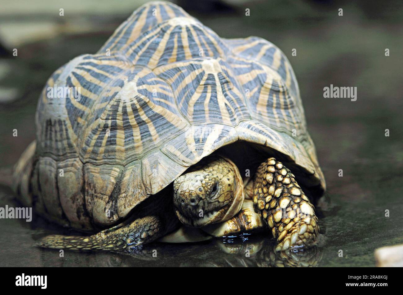 Testudo elegans hi-res stock photography and images - Alamy