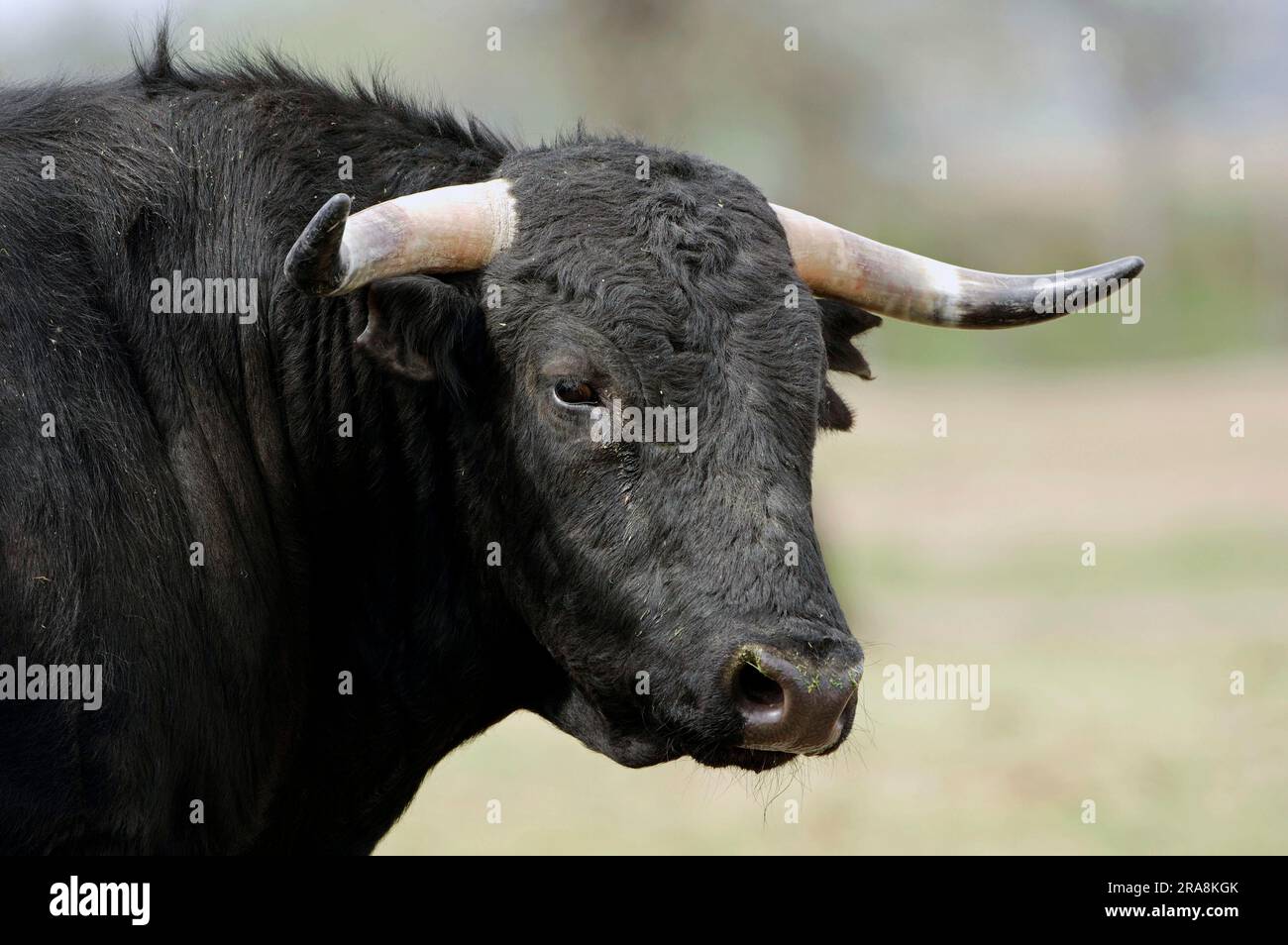 Spanish cattle, bull, Camargue, Provence, South of France Stock Photo ...