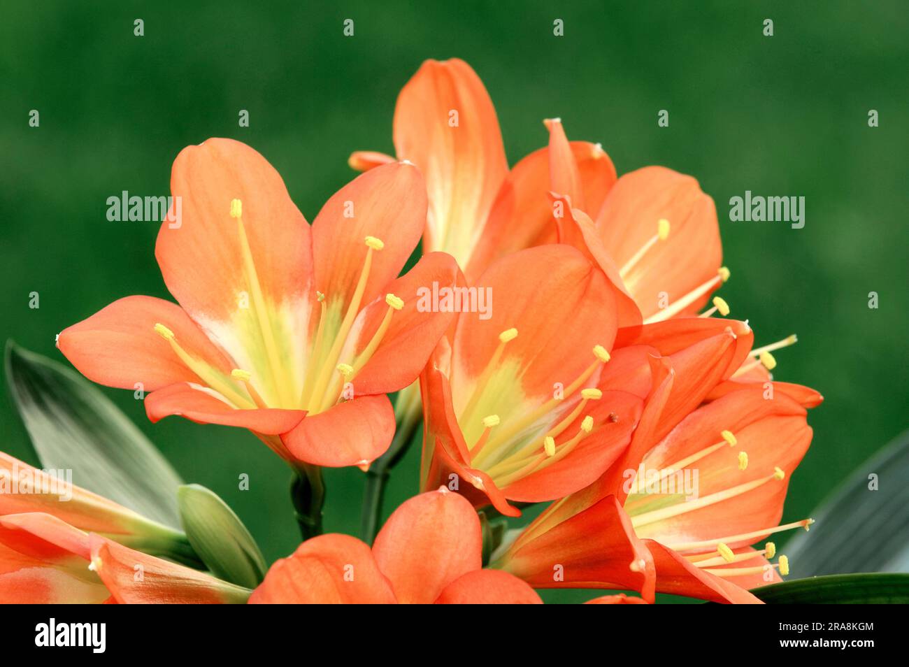 Clivia orange flower amaryllidaceae hi-res stock photography and images ...