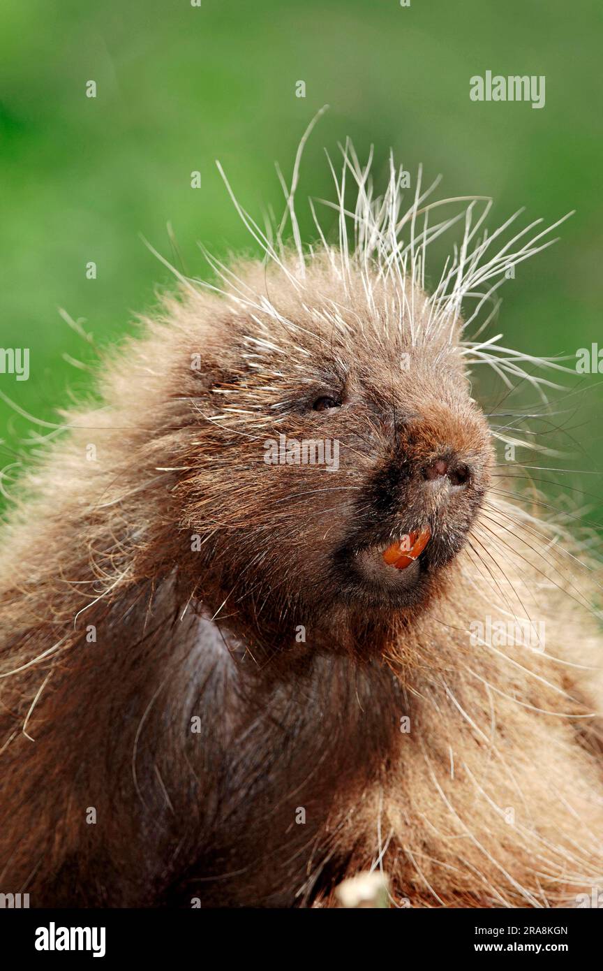 North American porcupine (Erethizon dorsatum), Urson, tree porcupine ...
