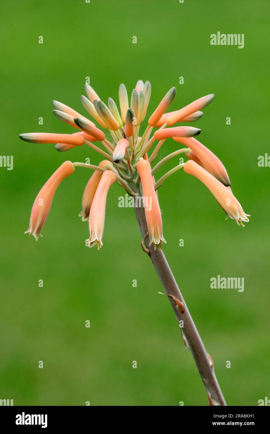 Family aloaceae hi-res stock photography and images - Alamy