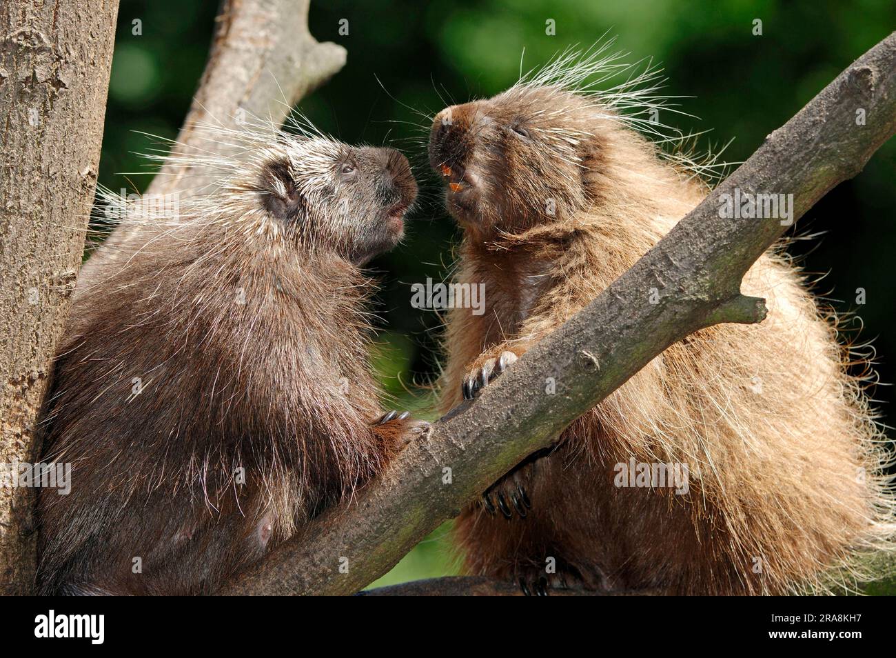 North american porcupine urson hi-res stock photography and images - Alamy
