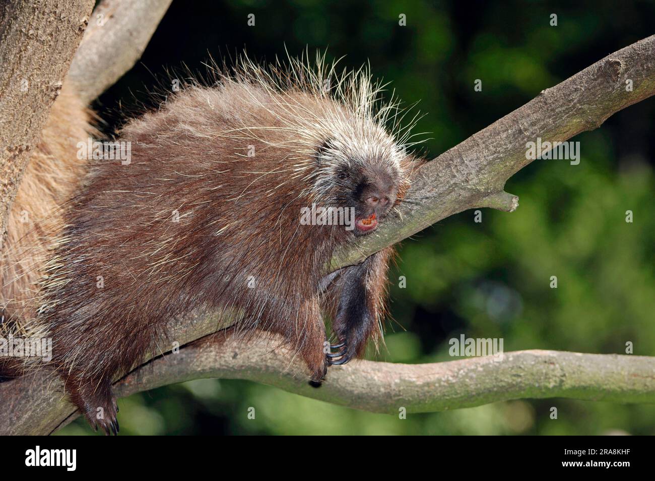 North american porcupine urson hi-res stock photography and images - Alamy