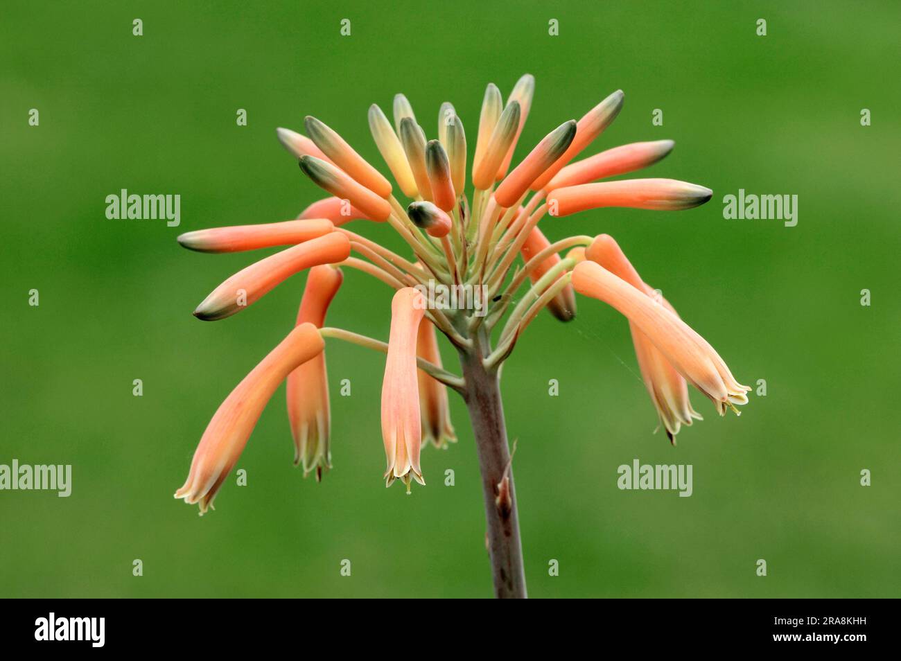 Family aloaceae hi-res stock photography and images - Alamy