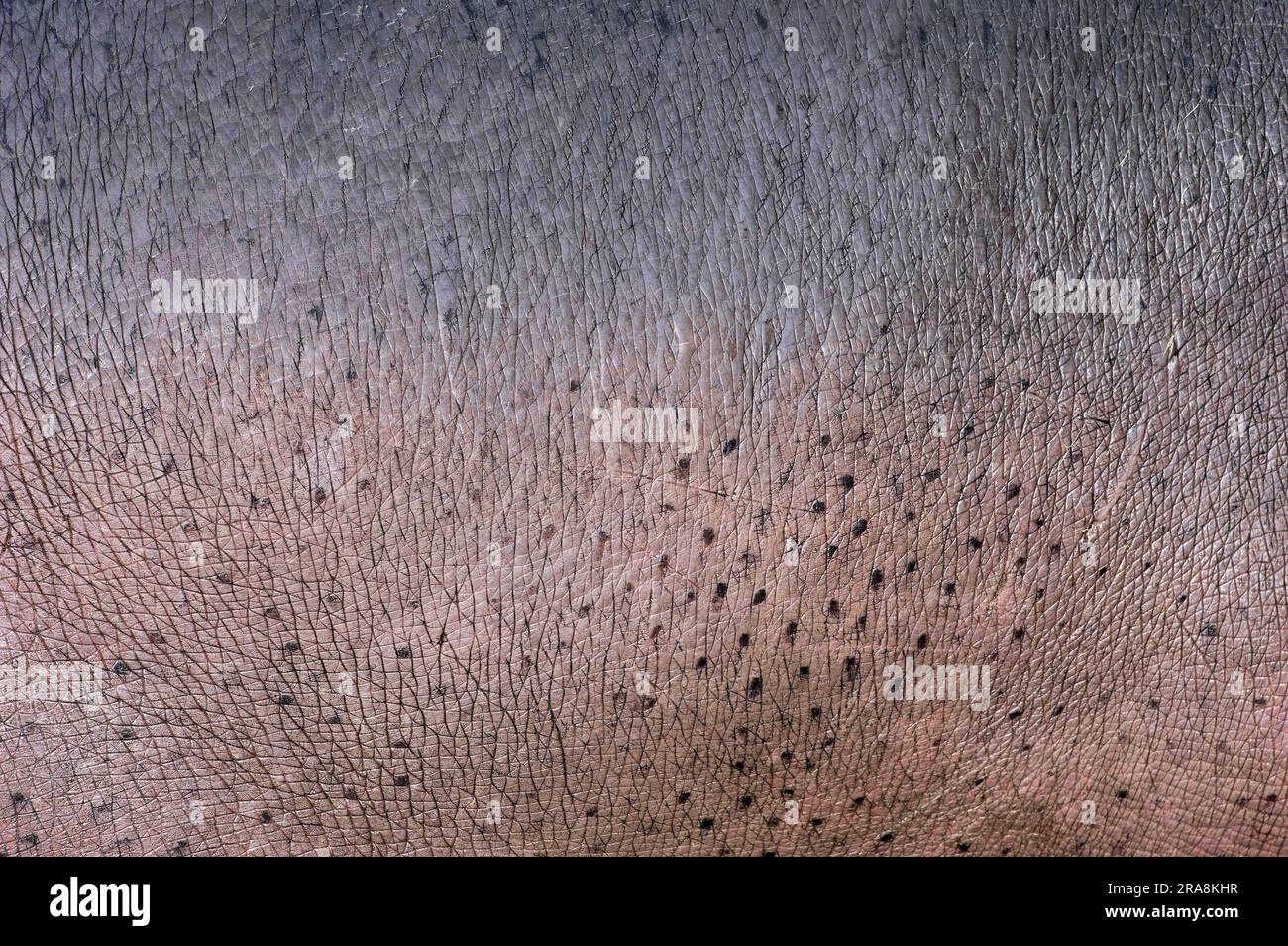 Hippo (Hippopotamus amphibius), skin detail Stock Photo - Alamy