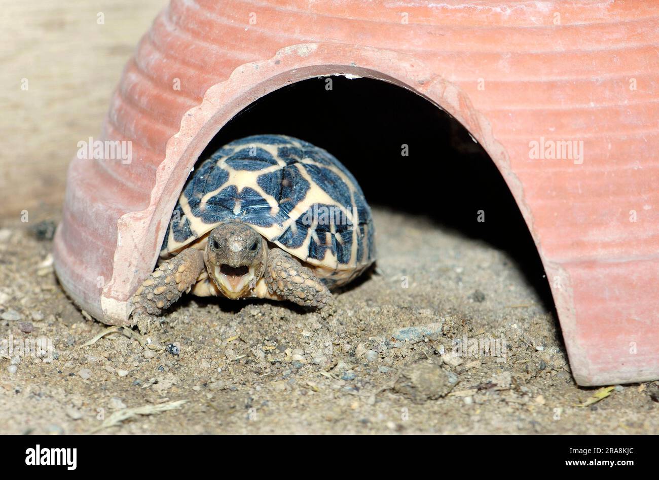 Young indian star tortoise (Geochelone elegans) (Testudo elegans Stock ...