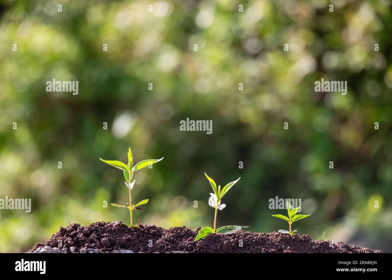 the Plants growing from the rich soil to the morning sunlight that is ...