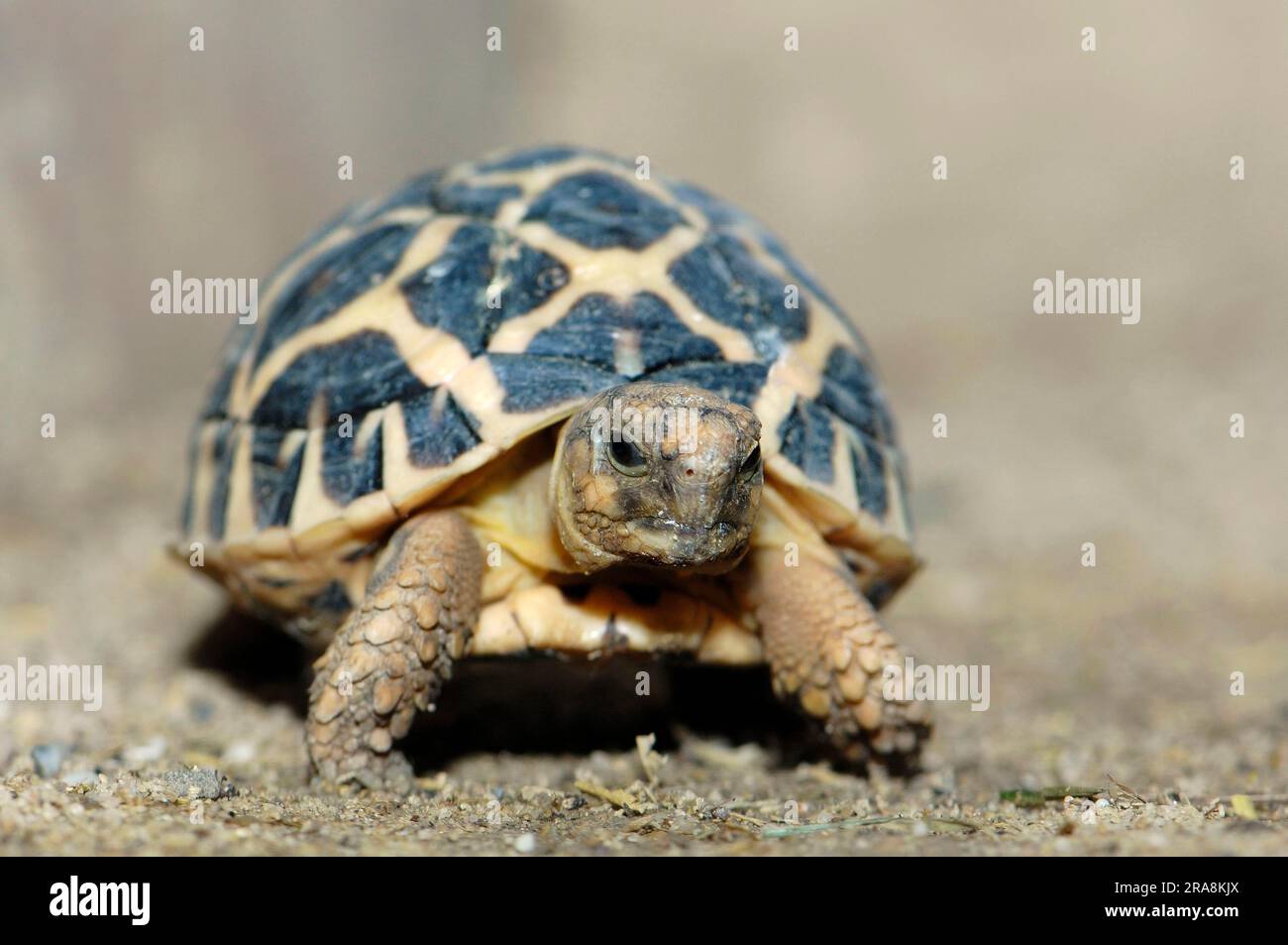Young Indian Star Tortoise (Geochelone elegans) (Testudo elegans Stock ...