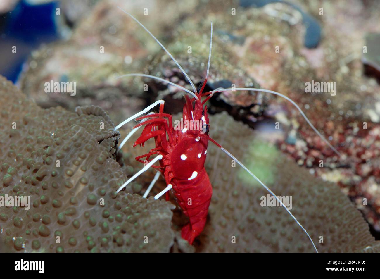 Fire Shrimp, Scarlet Cleaner Shrimp (Lysmata debelius), Blood Shrimp ...