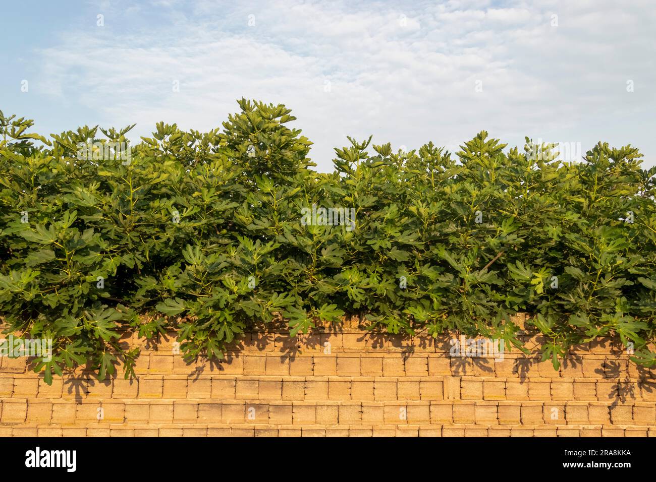 Wall, fig trees and sky Stock Photo - Alamy