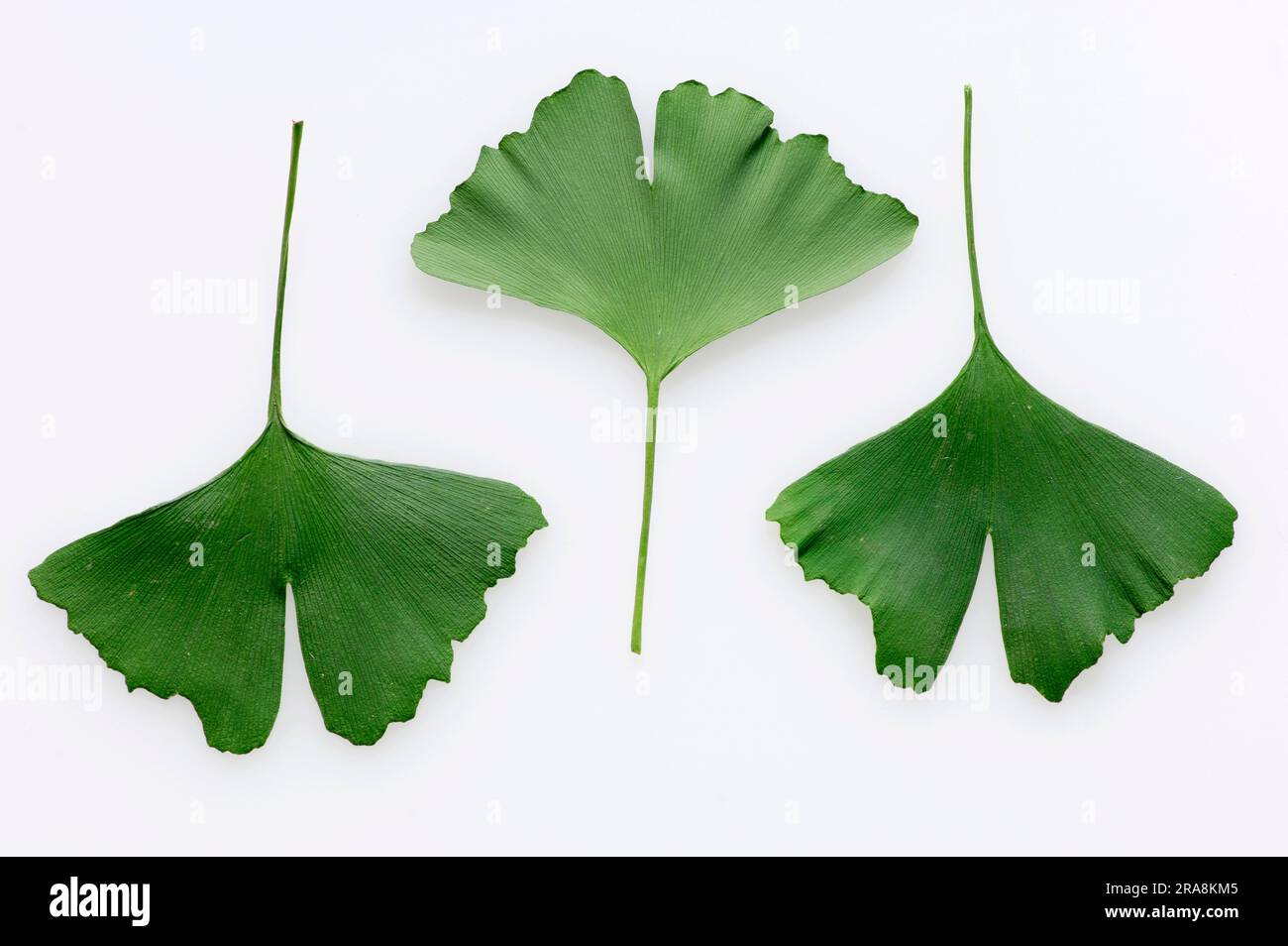 Ginkgo (Ginkgo biloba), leaves, Ginkgo tree, Goethe tree, Ginkgo ...