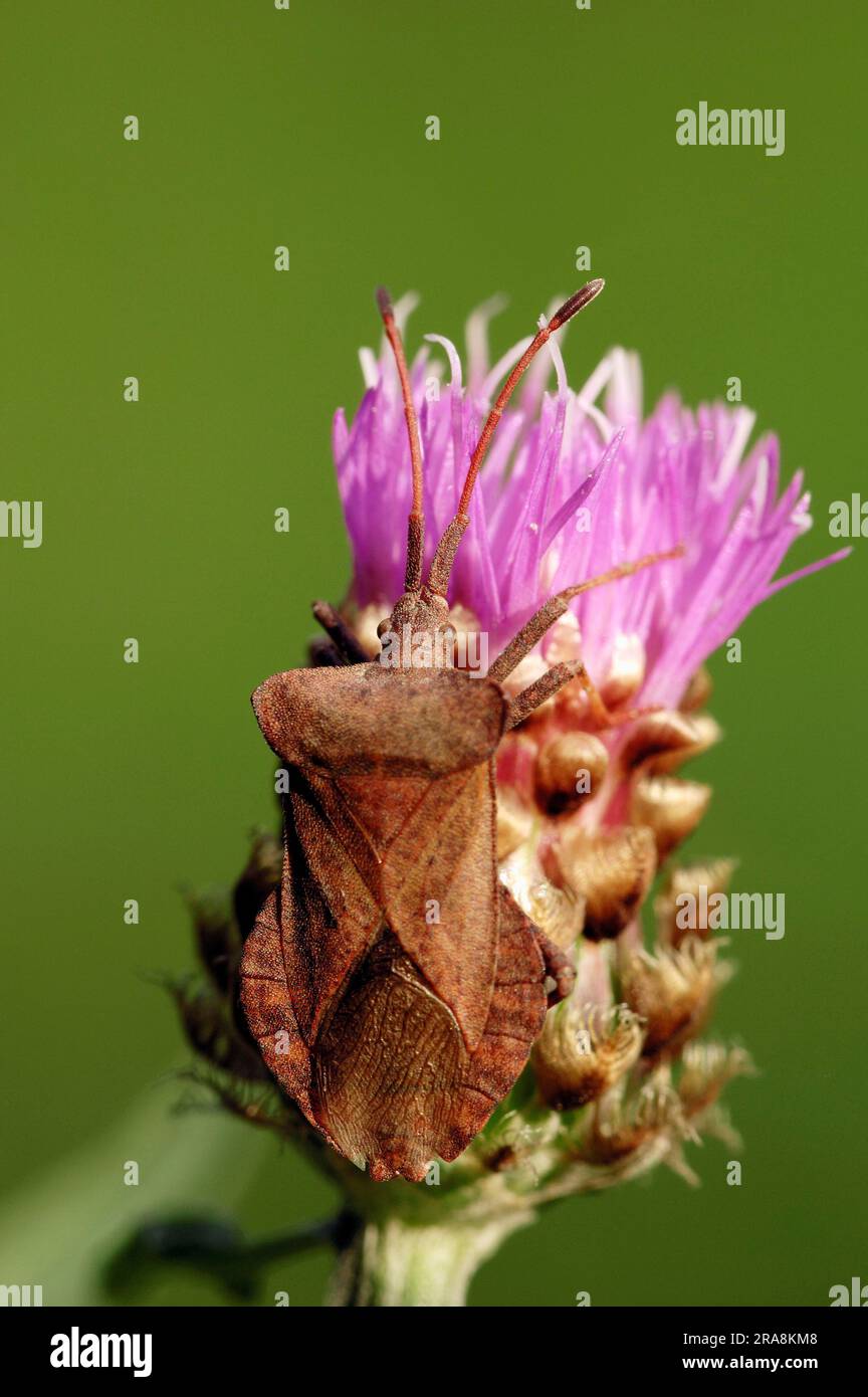 Mesocerus hi-res stock photography and images - Alamy