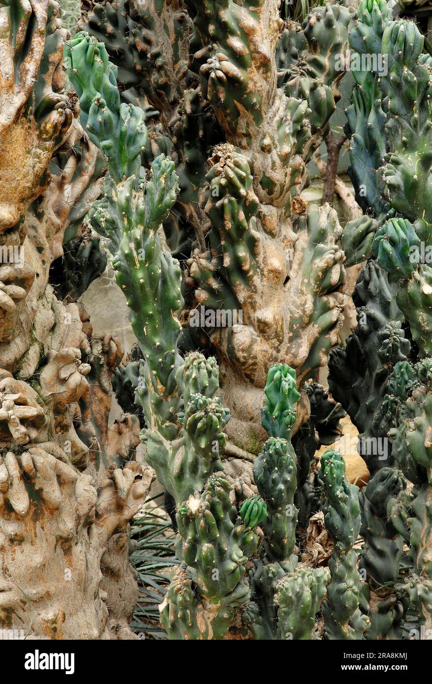 Apple Cactus 'Monstrosus' (Cereus peruvianus), Column Cactus Stock ...