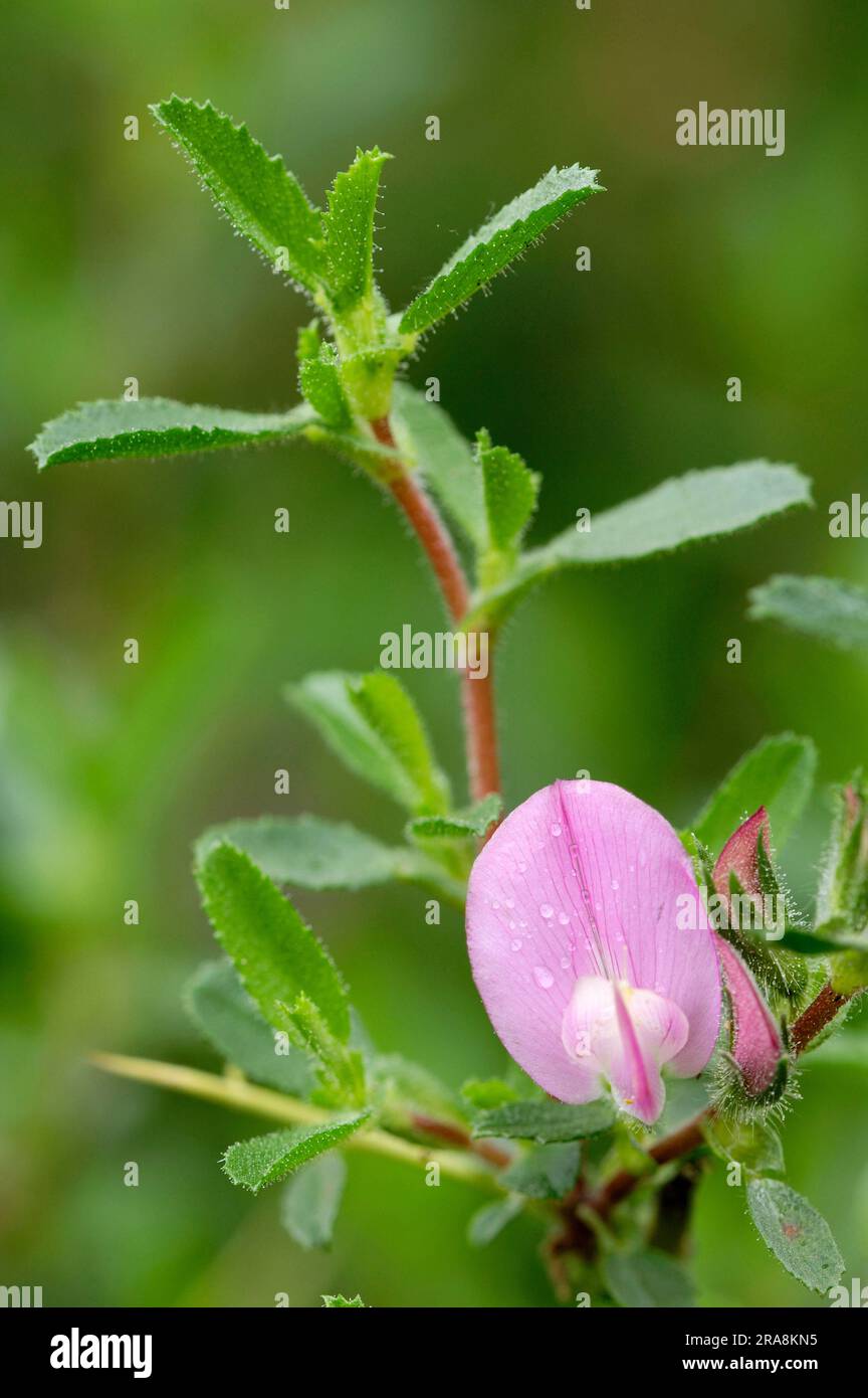 Prickly residual haricot, spiny restharrow (Ononis spinosa), Germany ...