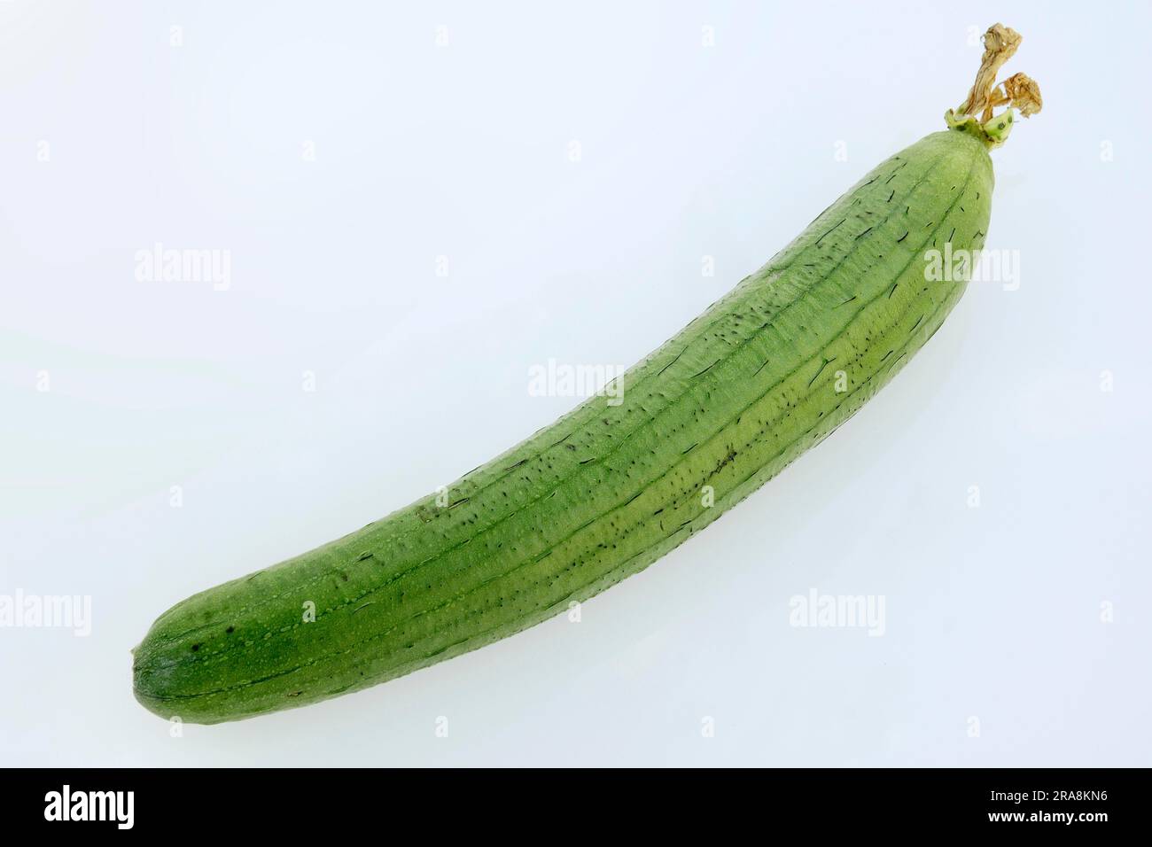 Smooth Loofah (Luffa cylindrica) Dishcloth Gourd, Vegetable Sponge ...