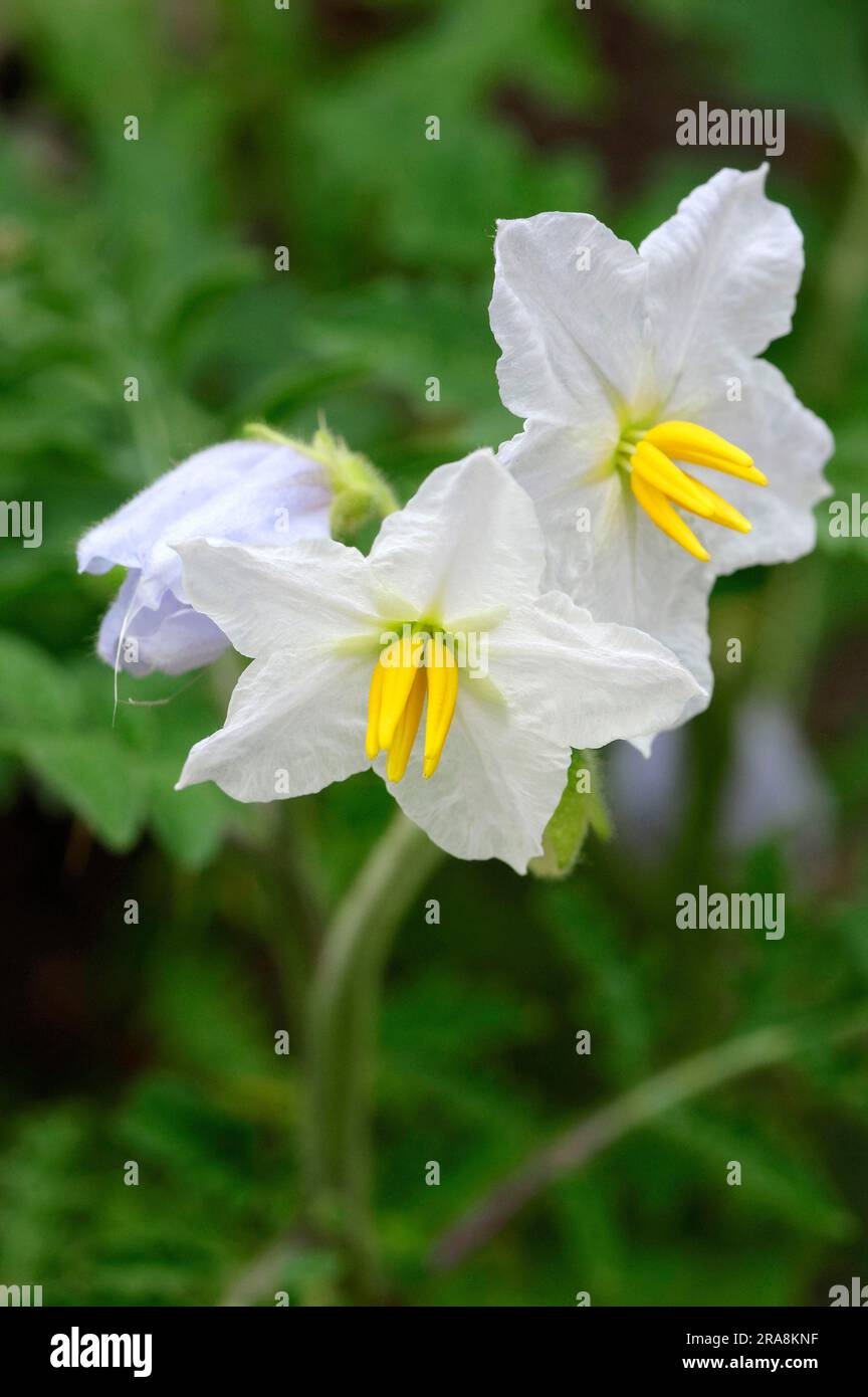 Sticky nightshade (Solanum sisymbriifolium), flowers, forked nightshade ...