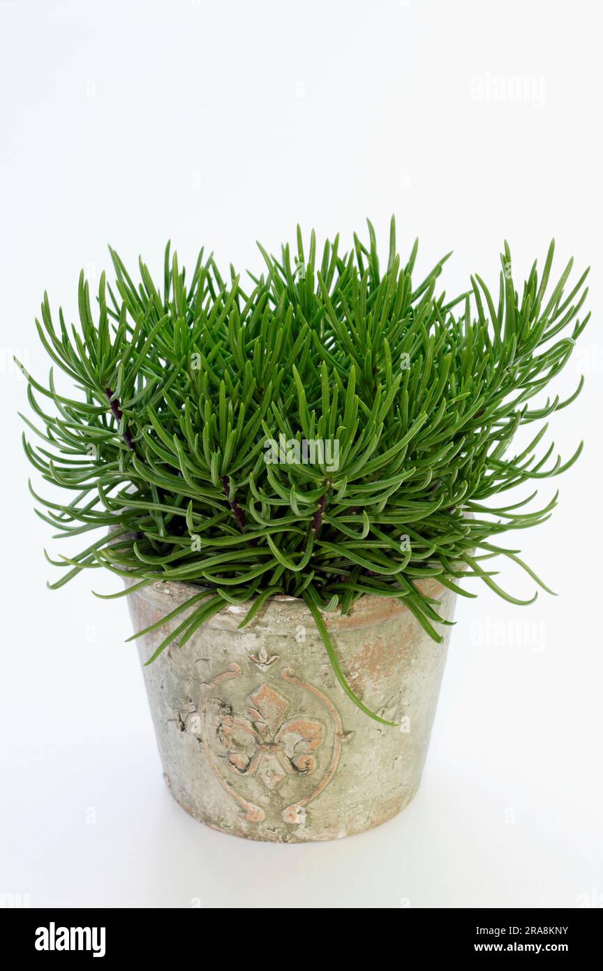 Senecio himalaya hi-res stock photography and images - Alamy