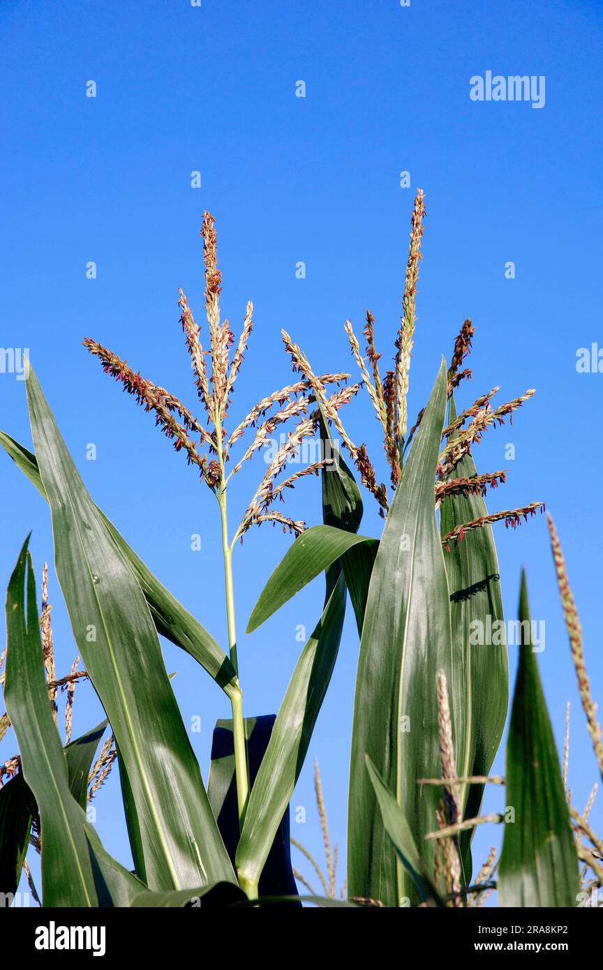 Zea mays flower hi-res stock photography and images - Alamy