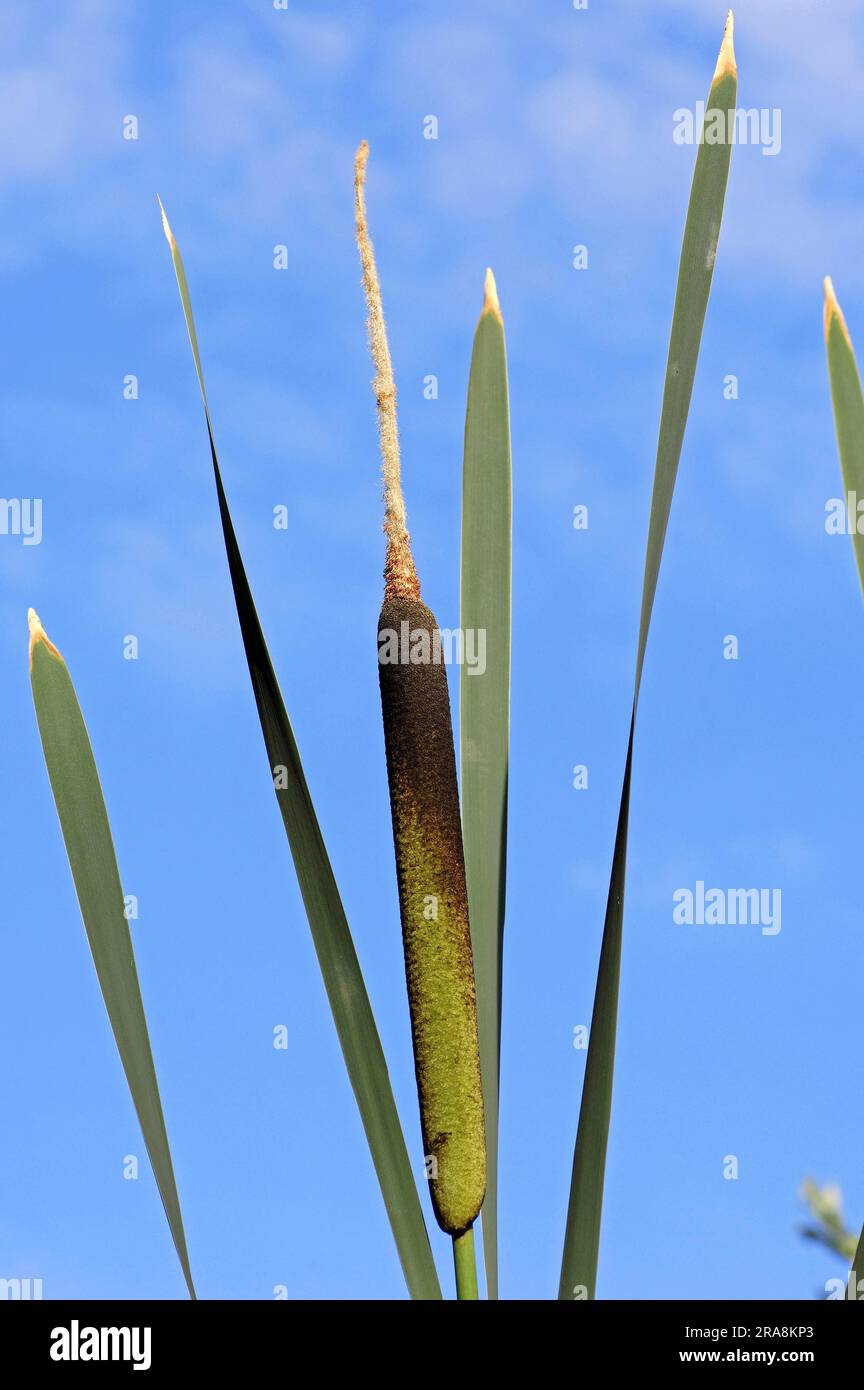 Common Cattail (Typha latifolia), North Rhine-Westphalia, Germany, Reed ...