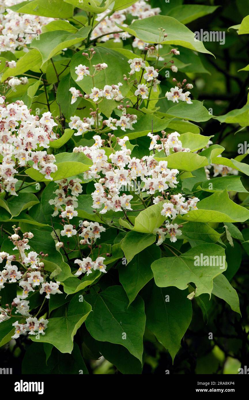 Indian southern catalpa (Catalpa bignonioides), flowering Stock Photo ...