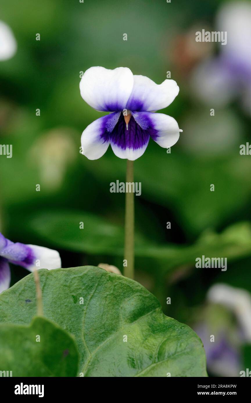 Australian australasia hi-res stock photography and images - Alamy