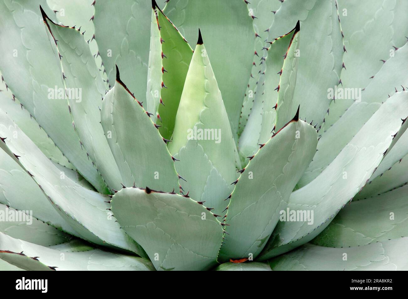 Agave parrasana hi-res stock photography and images - Alamy