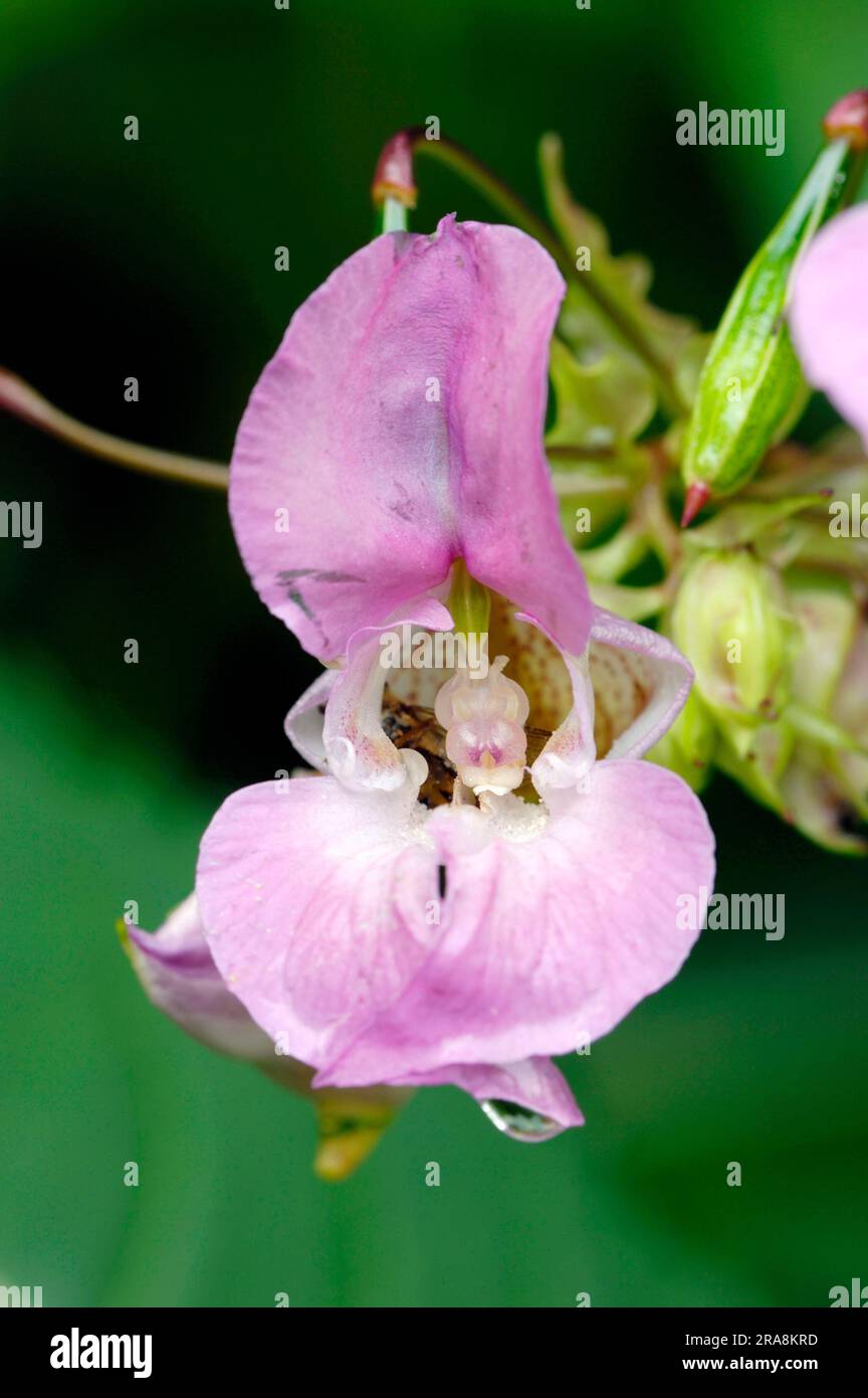 Himalayan Balsam (Impatiens glandulifera), North Rhine-Westphalia ...