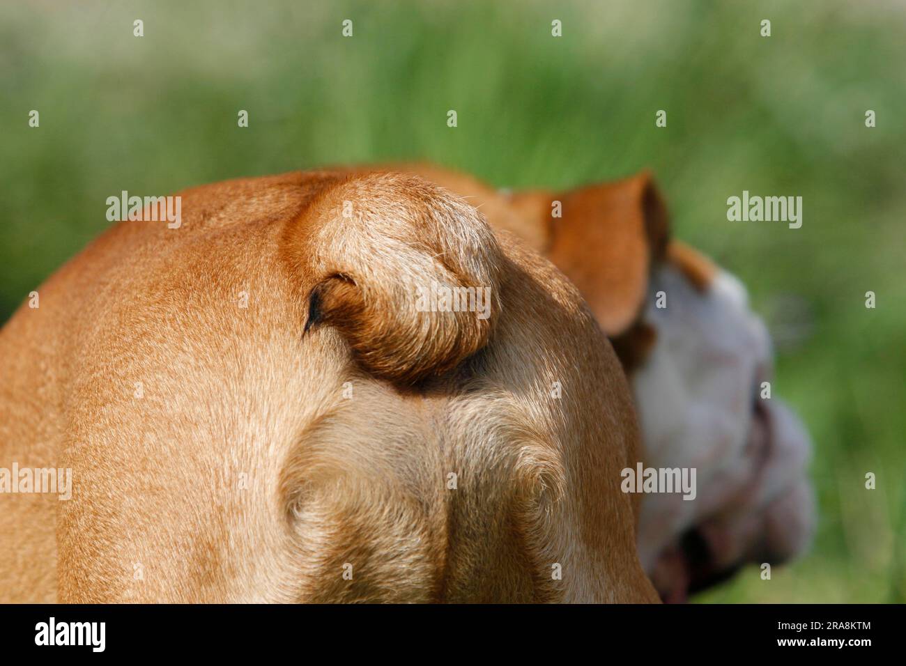 English Bulldog, Tail, Tail Stock Photo - Alamy